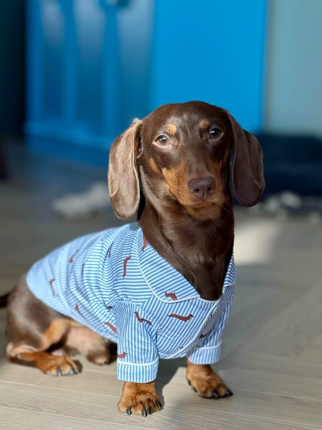 Lotta Pajama Collection - Dachshund Themed Cotton Pajamas | Dupper