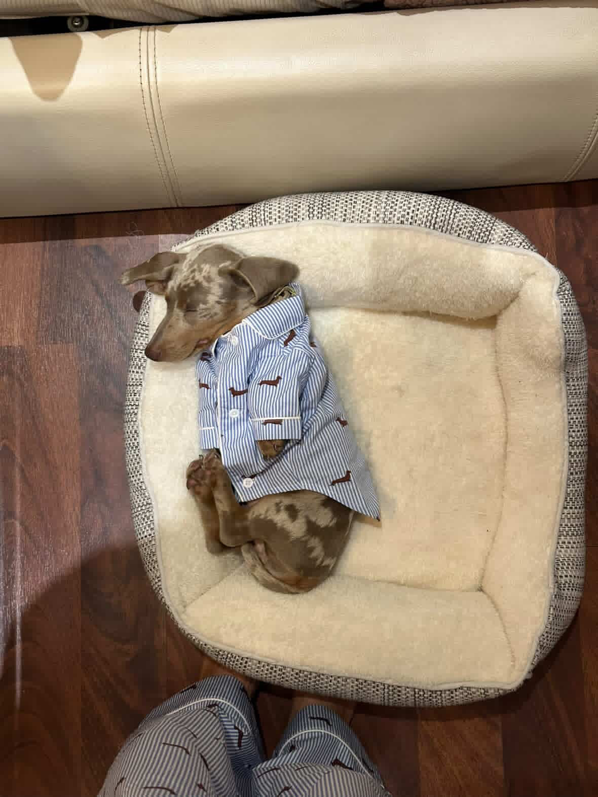 Lotta Pajama Collection - Dachshund Themed Cotton Pajamas | Dupper